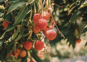 Exploring the Safety of Lychee Fruit Consumption: Are There Limits to ...
